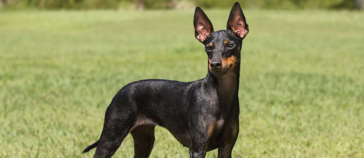 Características del Manchester Terrier Miniatura