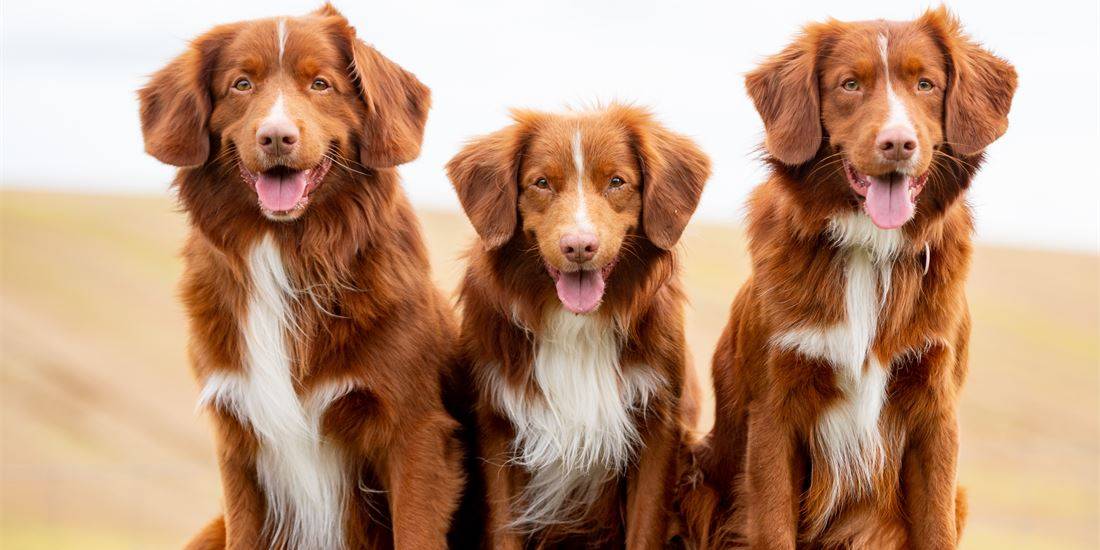 Cuidados del perro Nova Scotia Duck Tolling Retriever