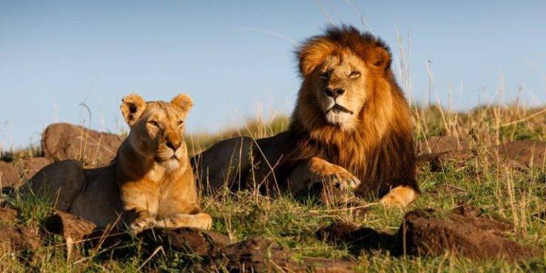 Cuál es el hábitat natural de los leones africanos