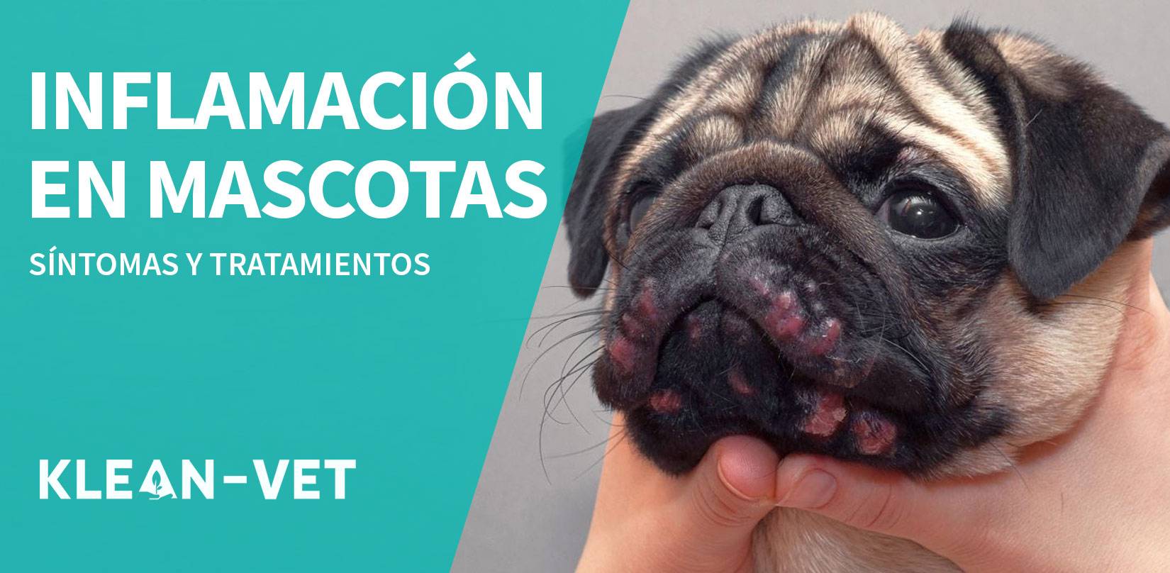 Qué causa el edema pulmonar en perros y cómo se puede tratar