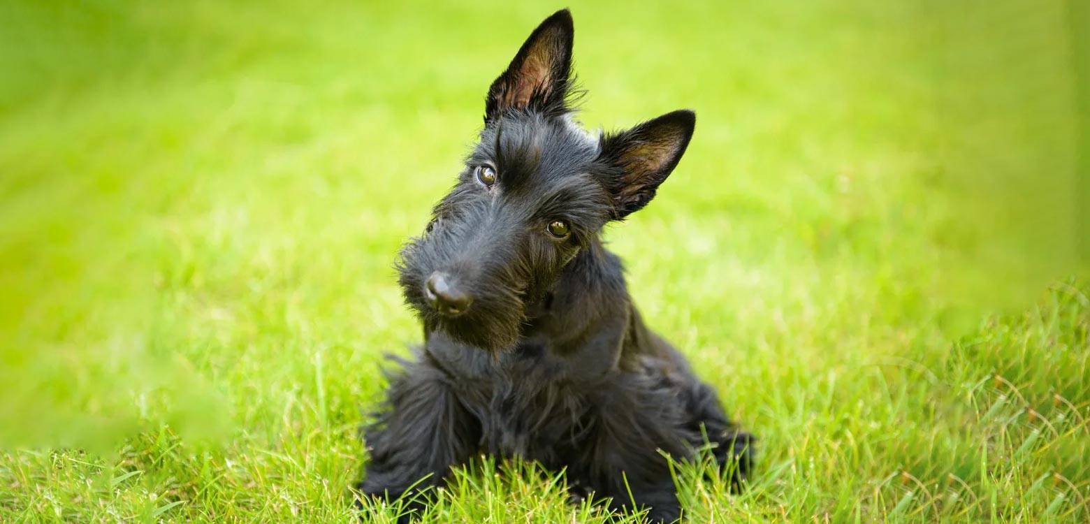 Sabías que existen 12 razas de perros escoceses