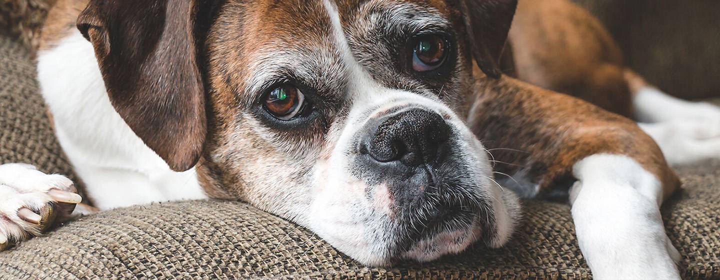 Cómo identificar y manejar la encefalitis en perros