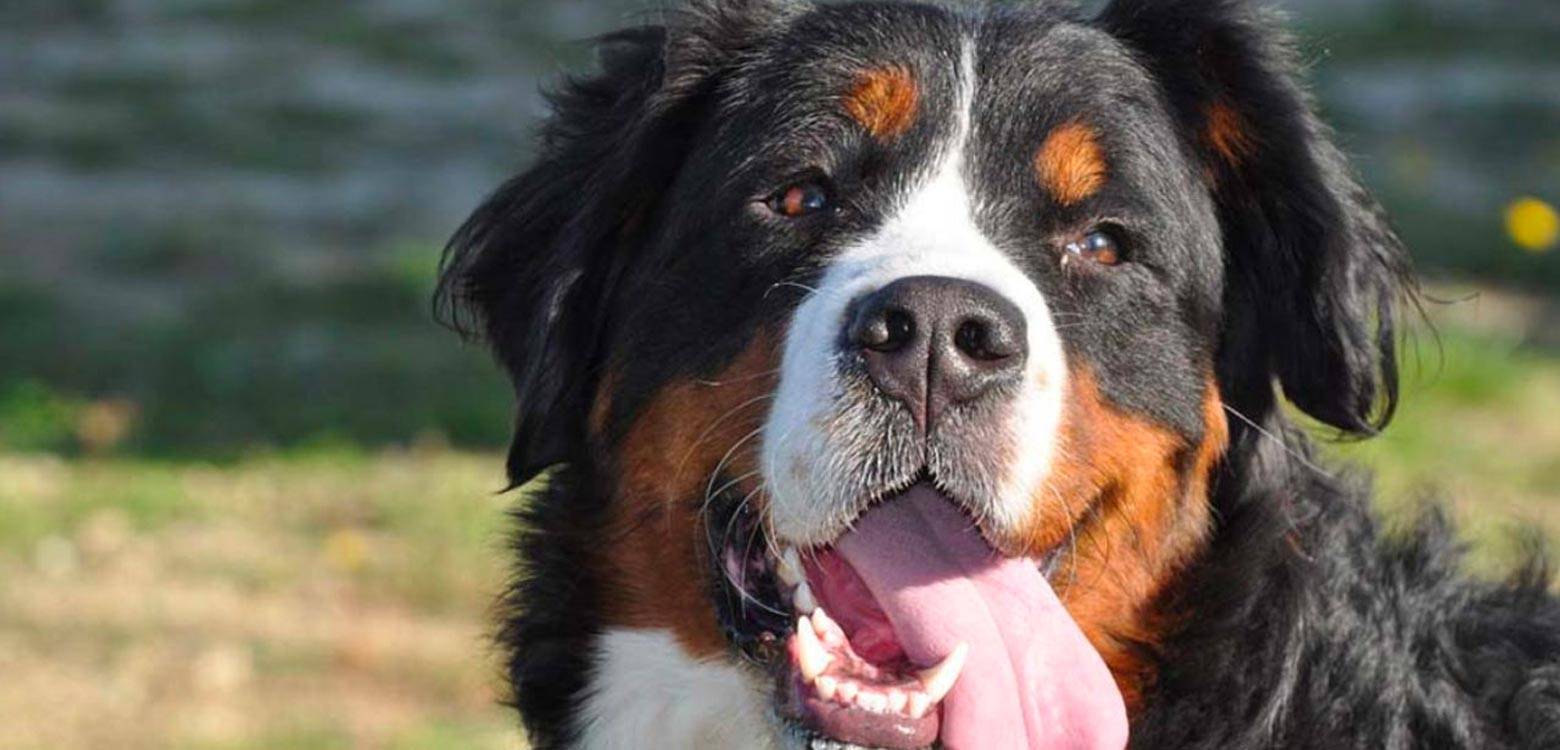 Características de perros pastores para el pastoreo