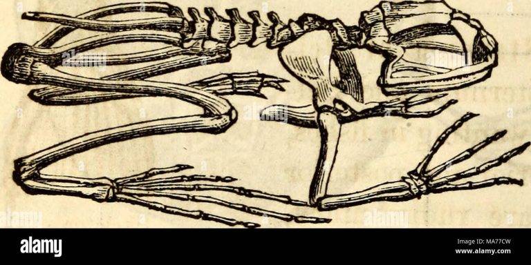 Esqueleto cartilaginoso en peces condrictios: Características