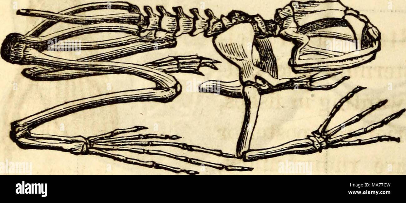 Esqueleto cartilaginoso en peces condrictios: Características