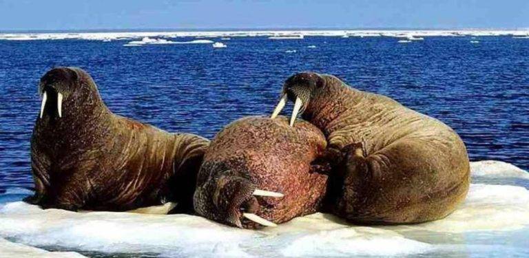 Diferencias entre morsas, focas y leones marinos