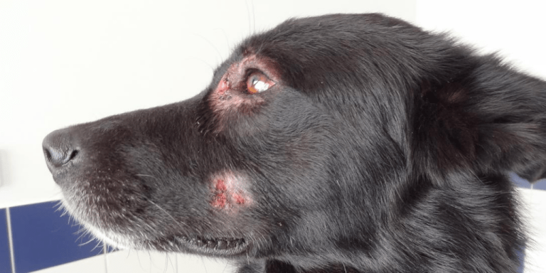 Qué es la foliculitis en perros y cómo tratarla