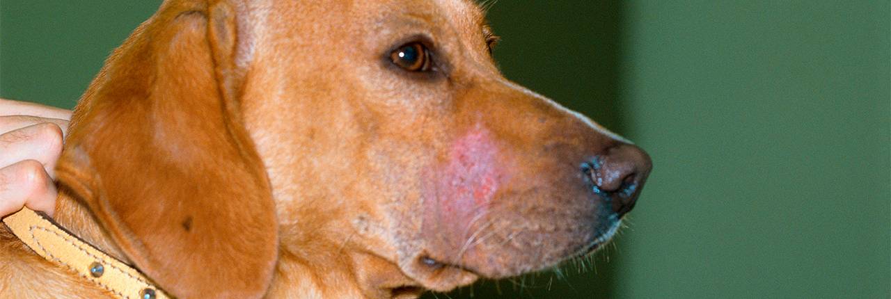 Cómo se puede tratar la sarna en perros de forma efectiva