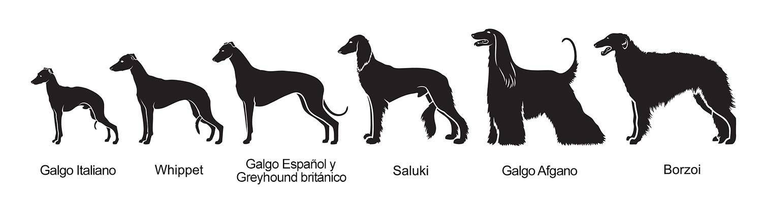 Galgo español vs Galgo inglés: cuáles son las diferencias