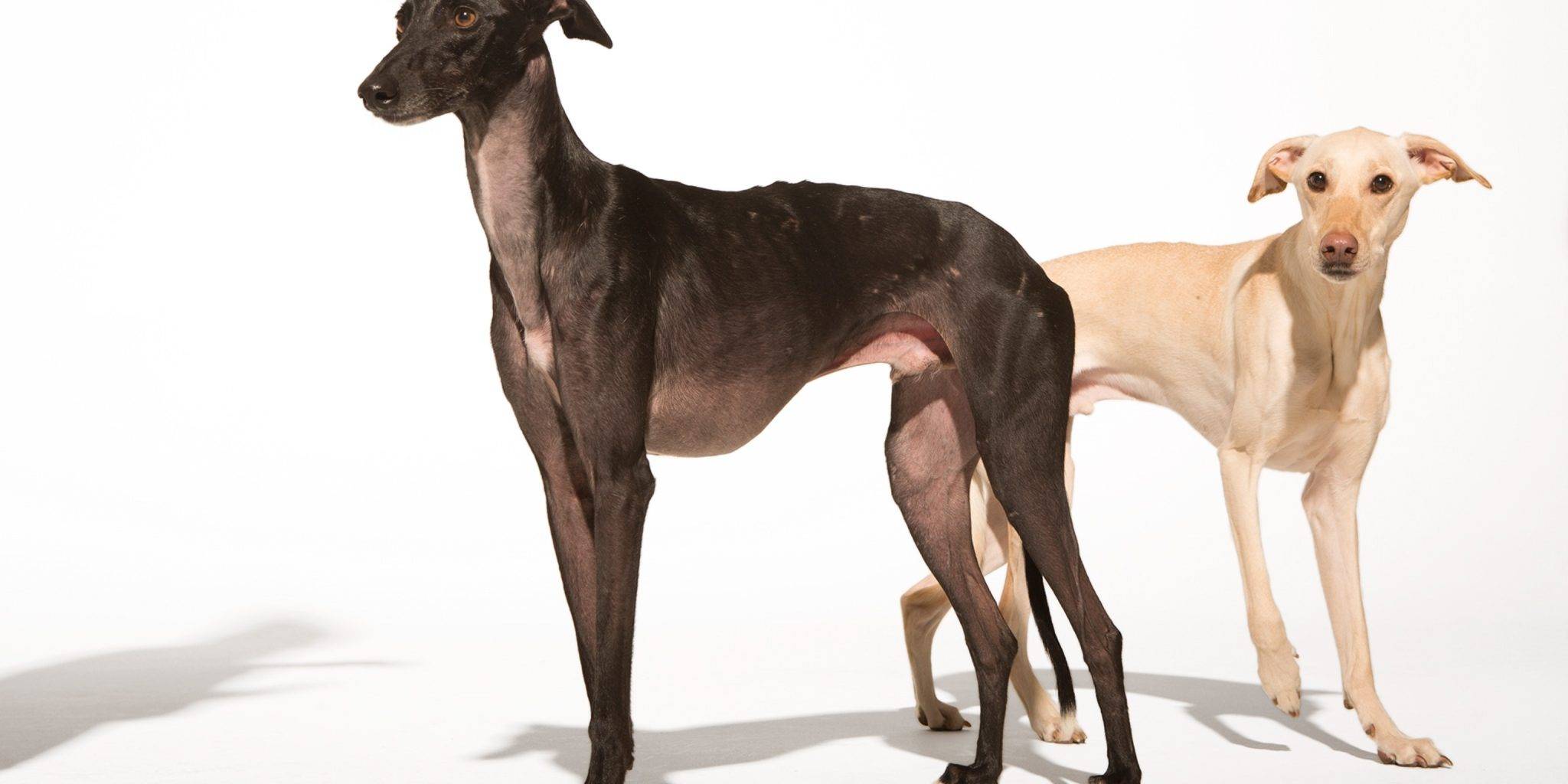 Qué características define al perro Galgo Greyhound