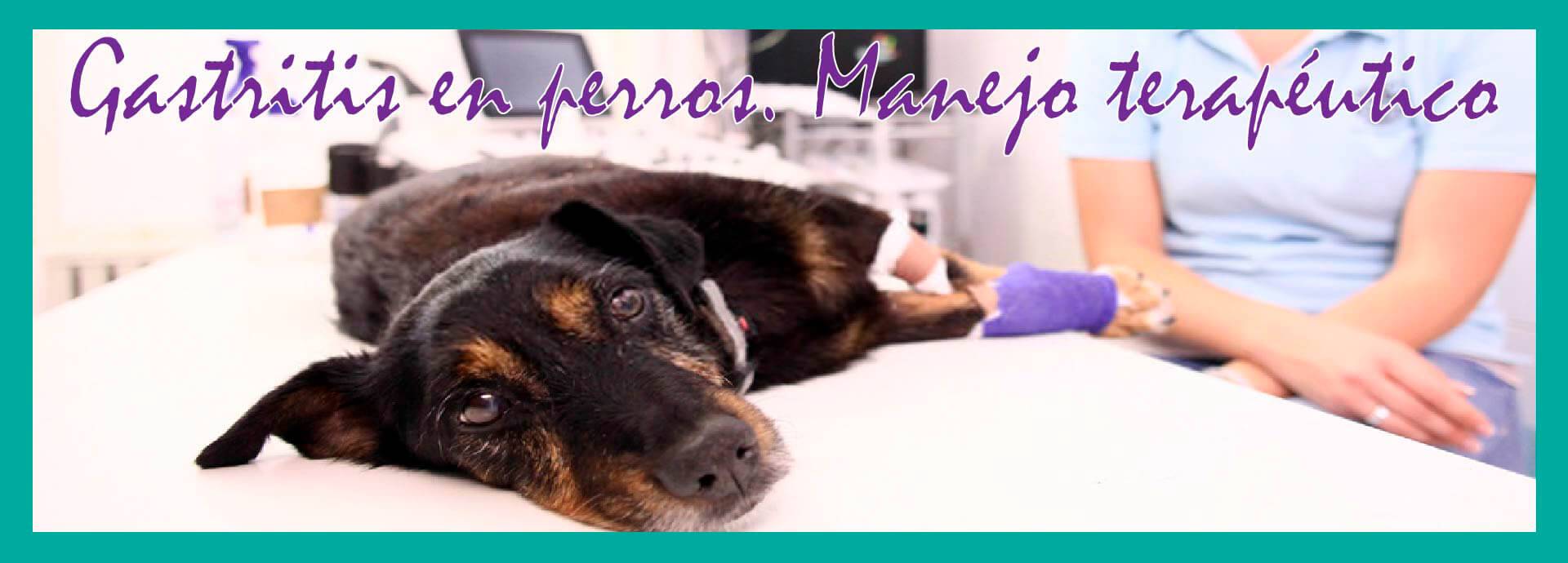 Cómo tratar la gastritis en perros y prevenir complicaciones