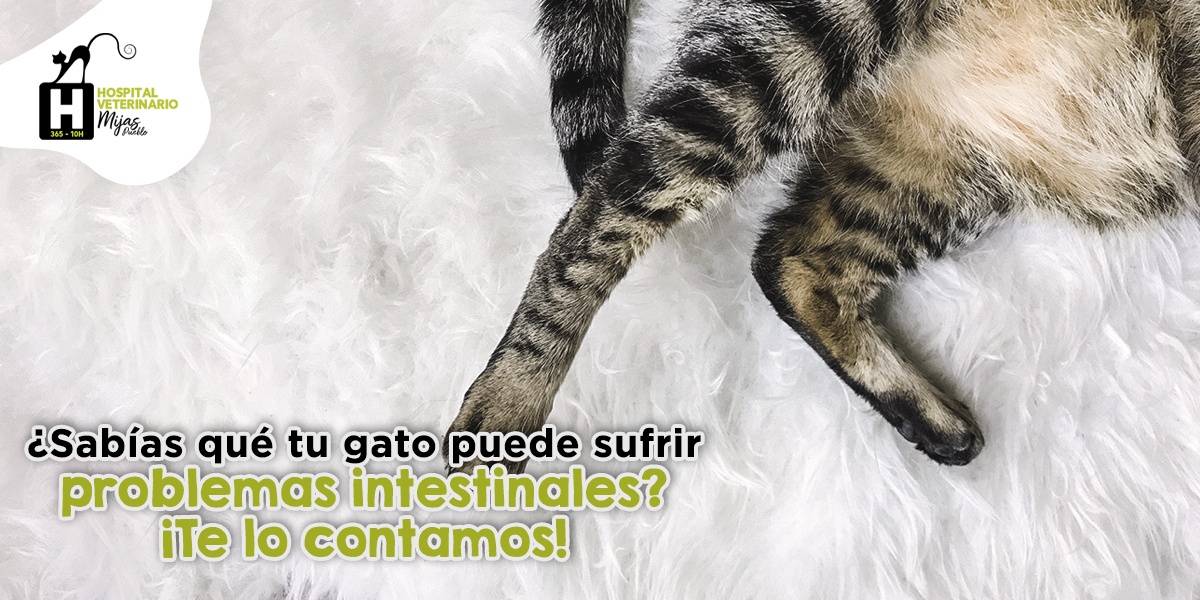 Gastroenteritis en gatos: síntomas, tratamiento y duración