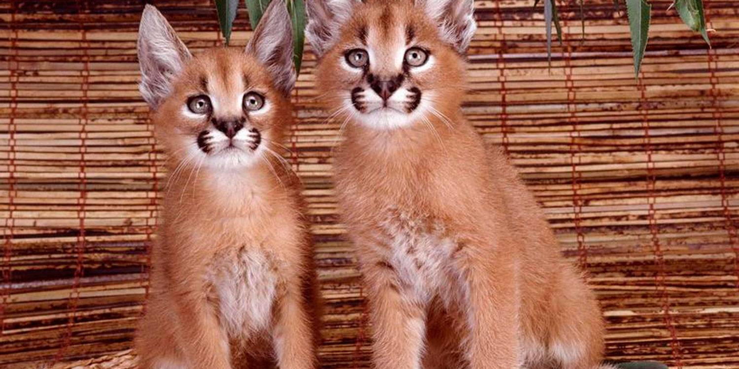 Qué es el gato Lykoi, también llamado gato lobo