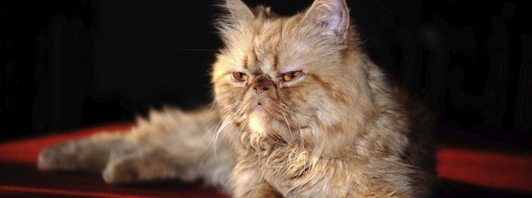 Conoces las 10 razas de gatos de cara achatada y nariz chata