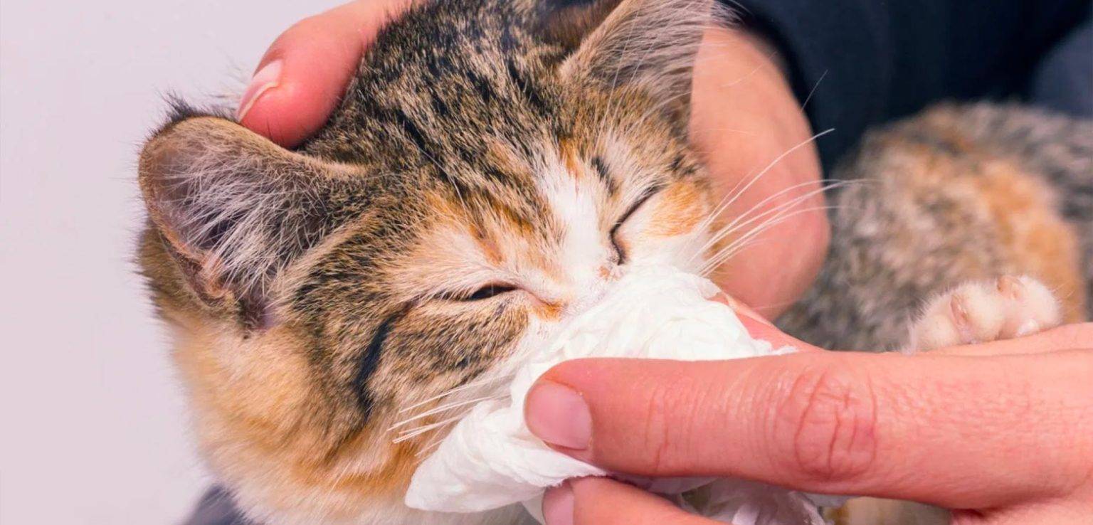Por qué los gatos pueden presentar mocos en la nariz
