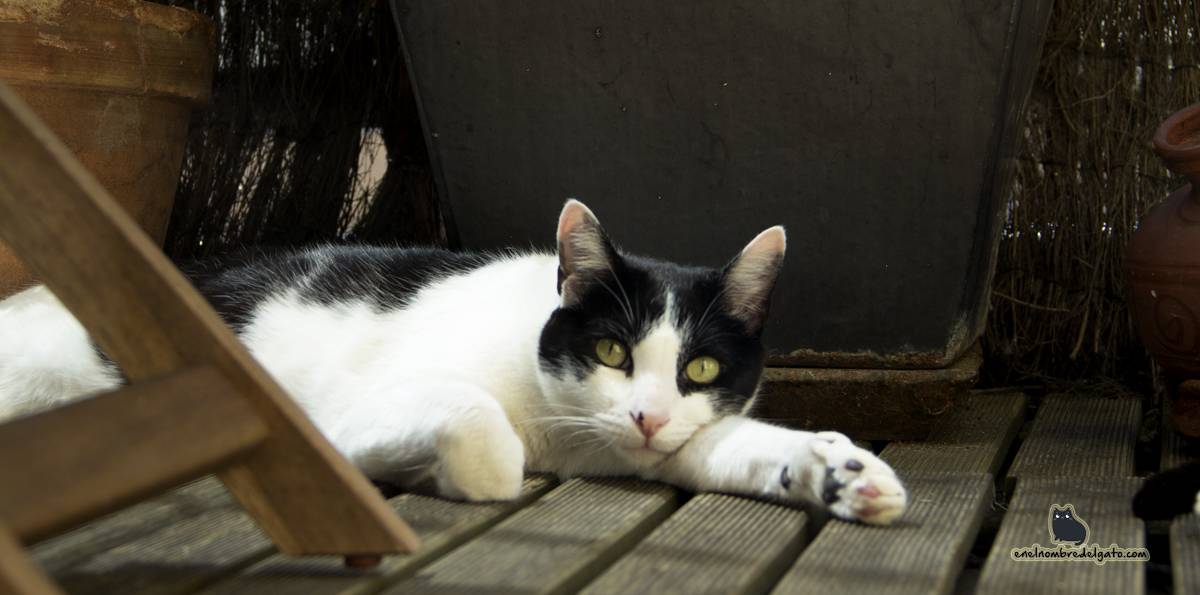 Conoces 10 razas de gatos con patrones de pelaje llamativos