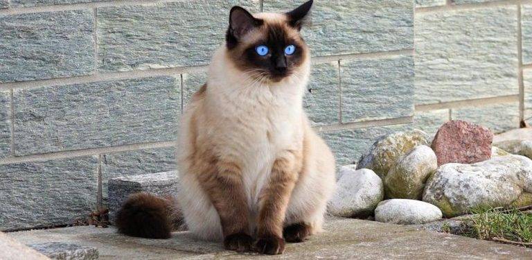 Gato Ceylan: características, carácter y cuidados