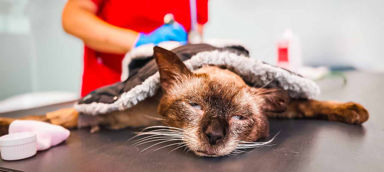 Cómo tratar y cuidar una herida abierta en un gato