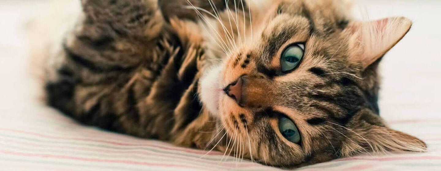 Obstrucción intestinal en gatos: síntomas y tratamientos