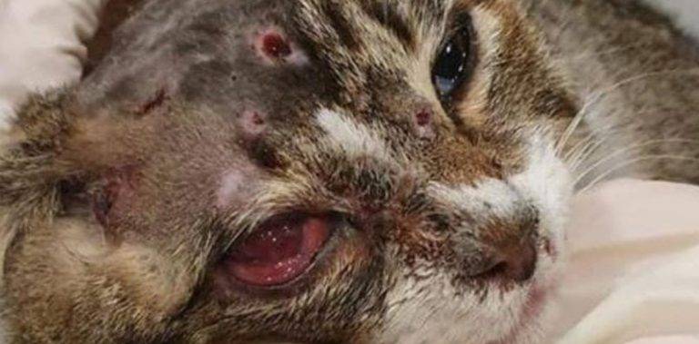 Cuáles son las causas de heridas en la piel en gatos