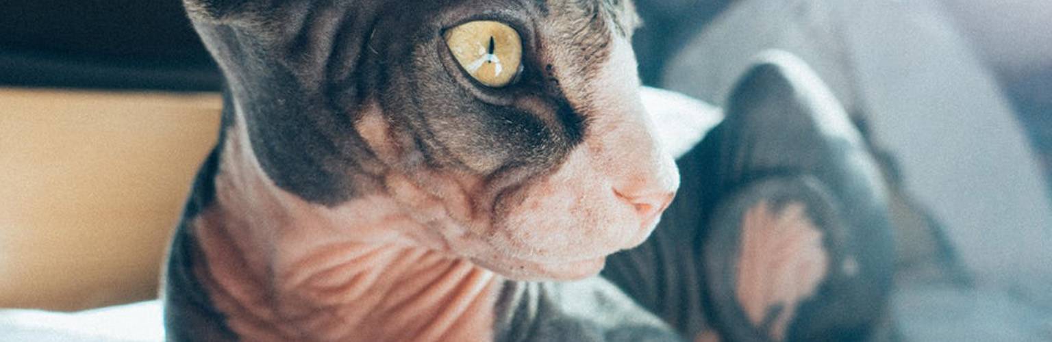 Qué curiosidades conoces del Gato Kohana