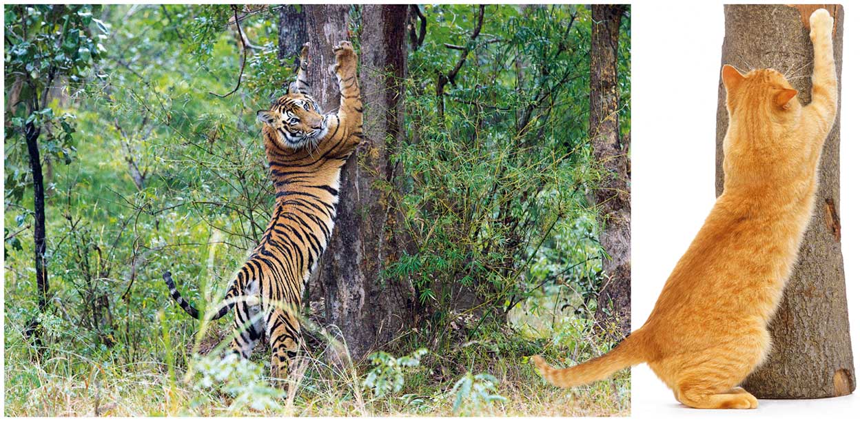 Conoces estas 5 razas de gatos que parecen leones