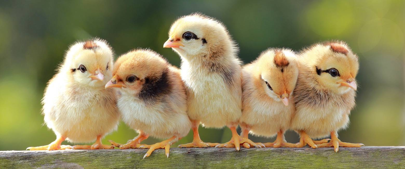 Es seguro alimentar a los gatos con pollo crudo