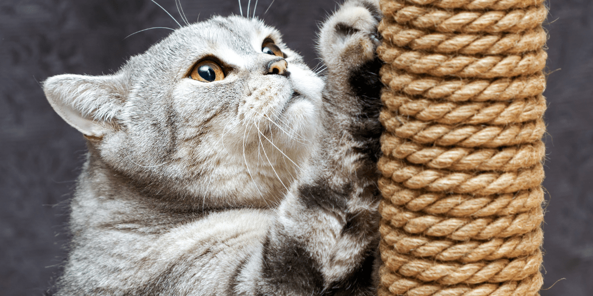 Remedios caseros para heridas por rascado en gatos