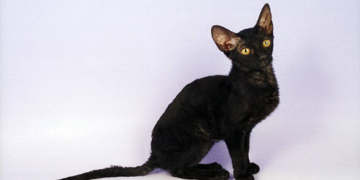 Cuáles son las características únicas del gato German Rex