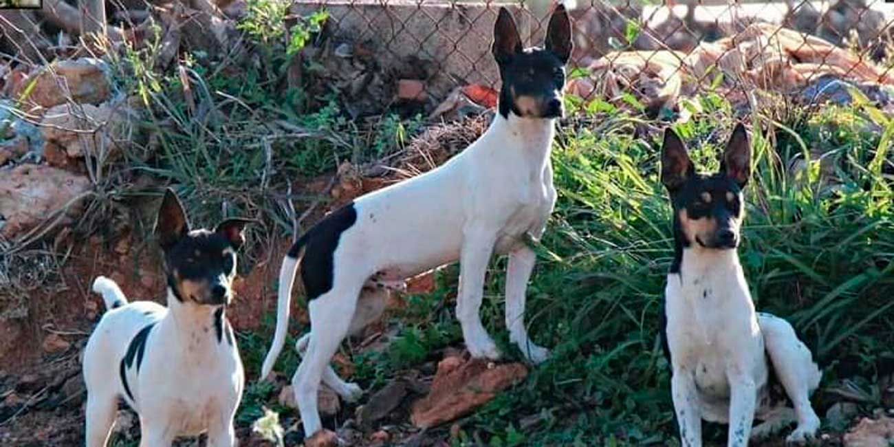 Cuáles son las características distintivas del Gos Rater Valencià