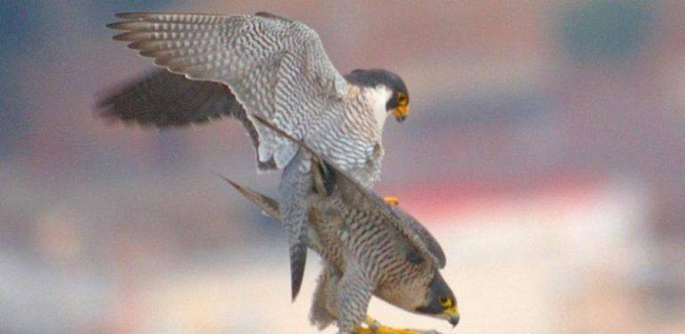 Qué comen los halcones en su dieta diaria