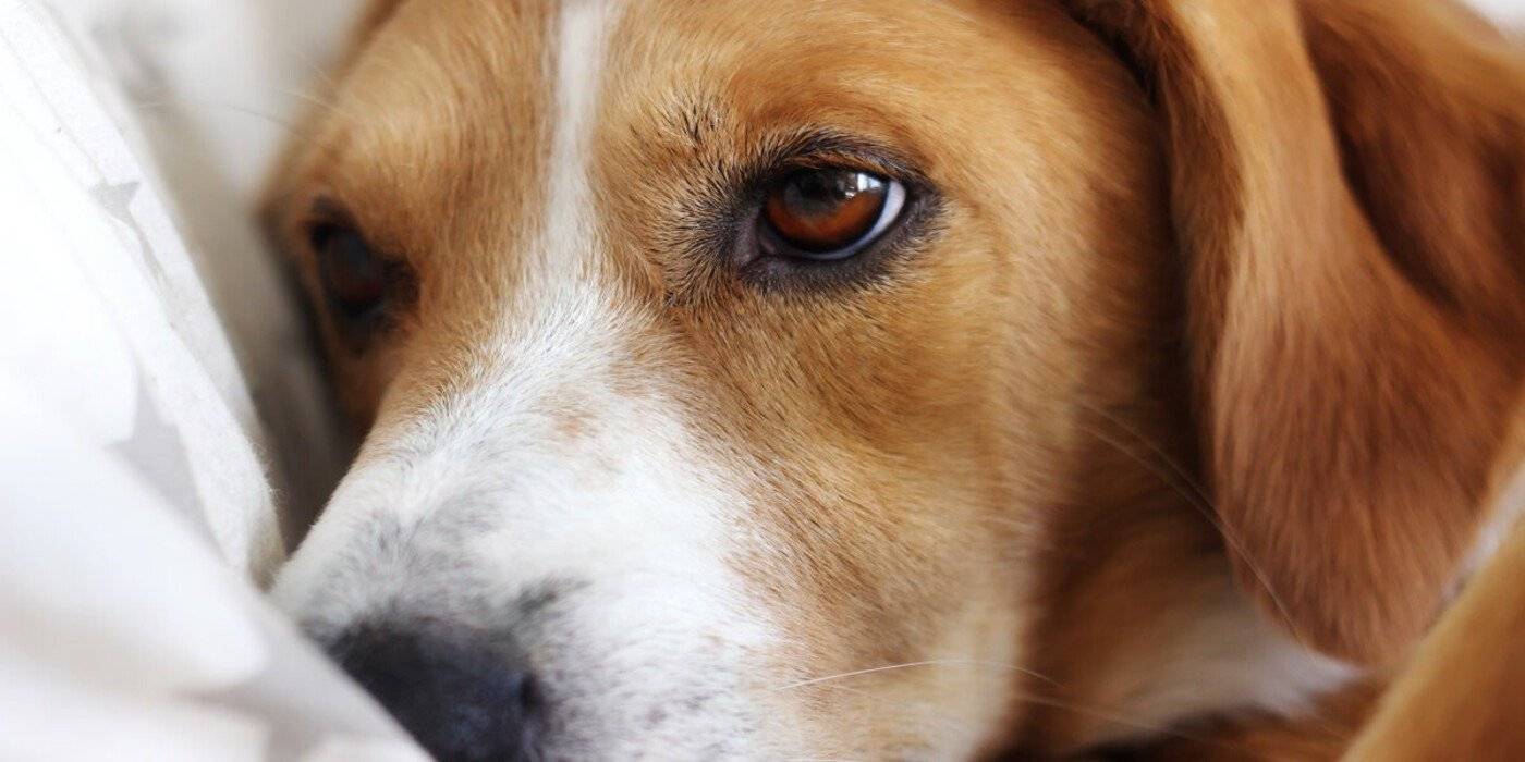 Cómo identificar y tratar una infección ocular en perros