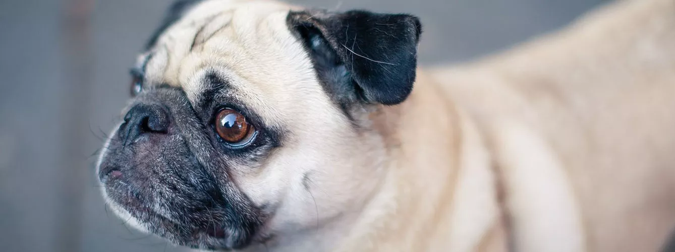 Por Qué Los Perros Tienen Legañas Y Cómo Tratarlas