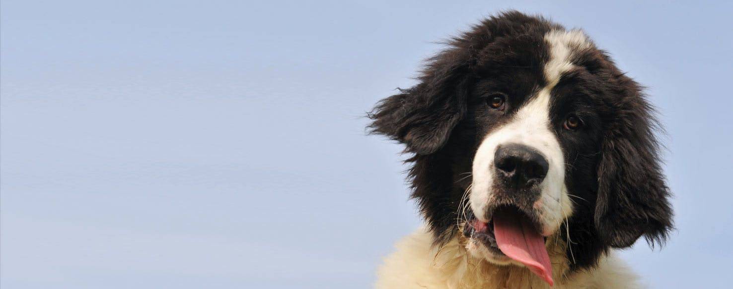 Características y cuidados del perro Landseer