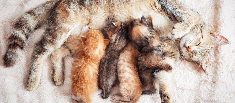Cómo tratar las miases en gatos de forma efectiva