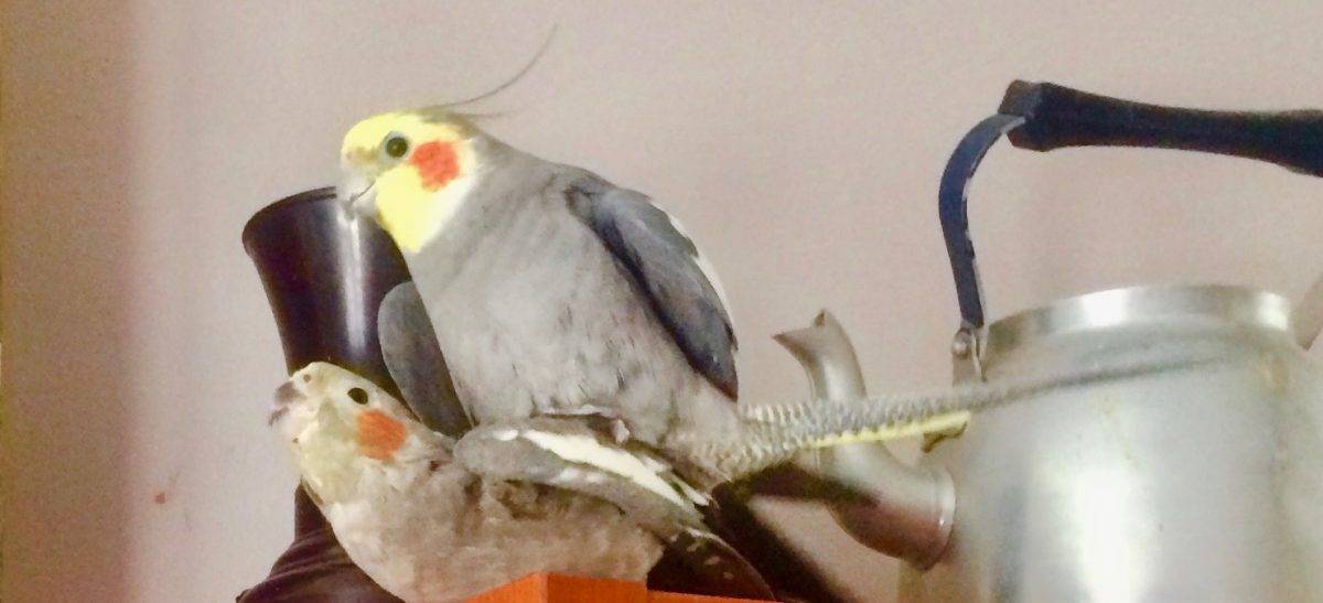 Secretos de comunicación entre ninfas en la naturaleza