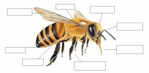 Partes del cuerpo de una abeja y su función en la colmena
