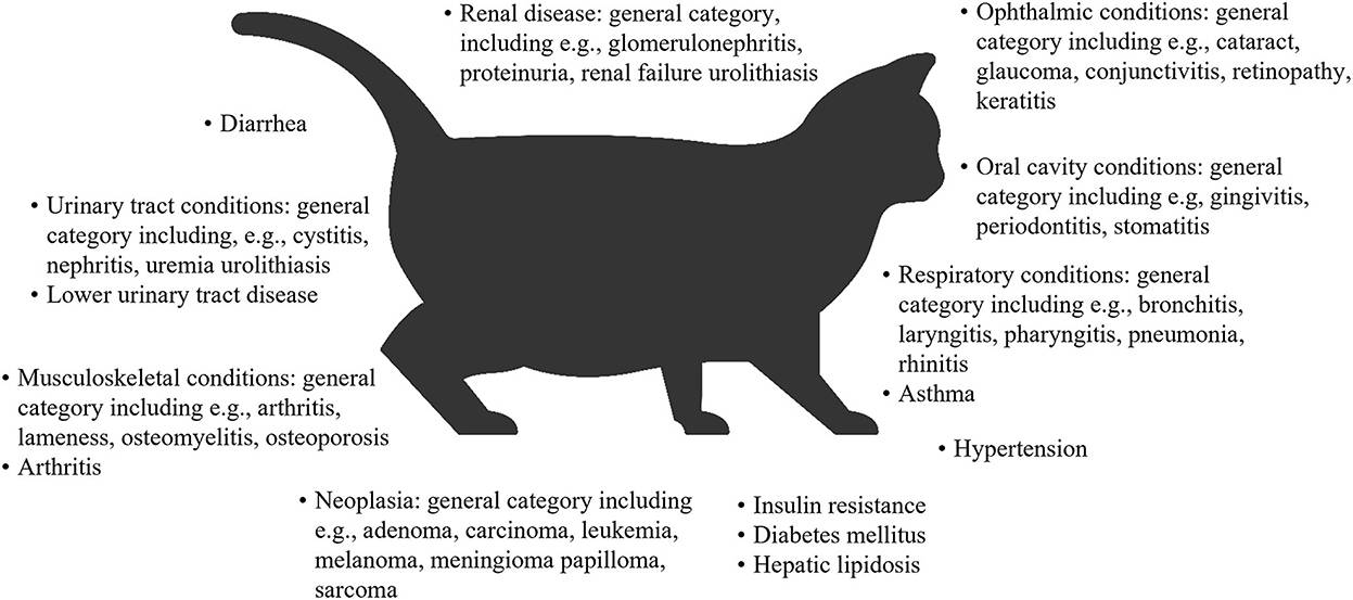 Qué es el Linfoma Intestinal en Gatos y sus síntomas