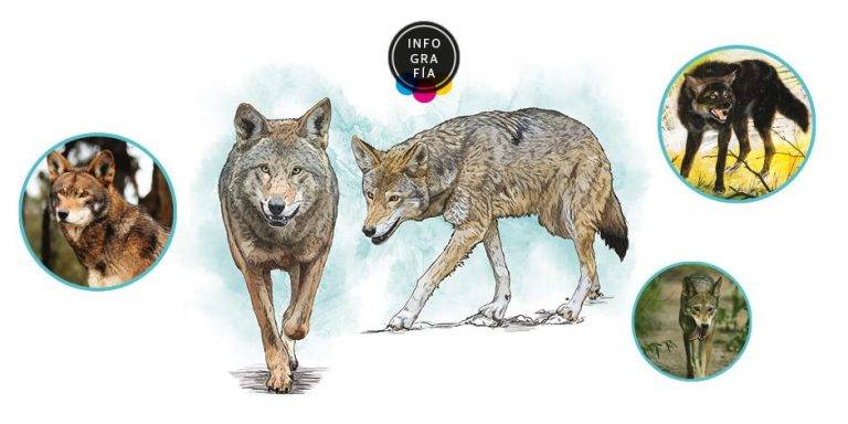 Cuáles son algunas curiosidades sobre los lobos rojos