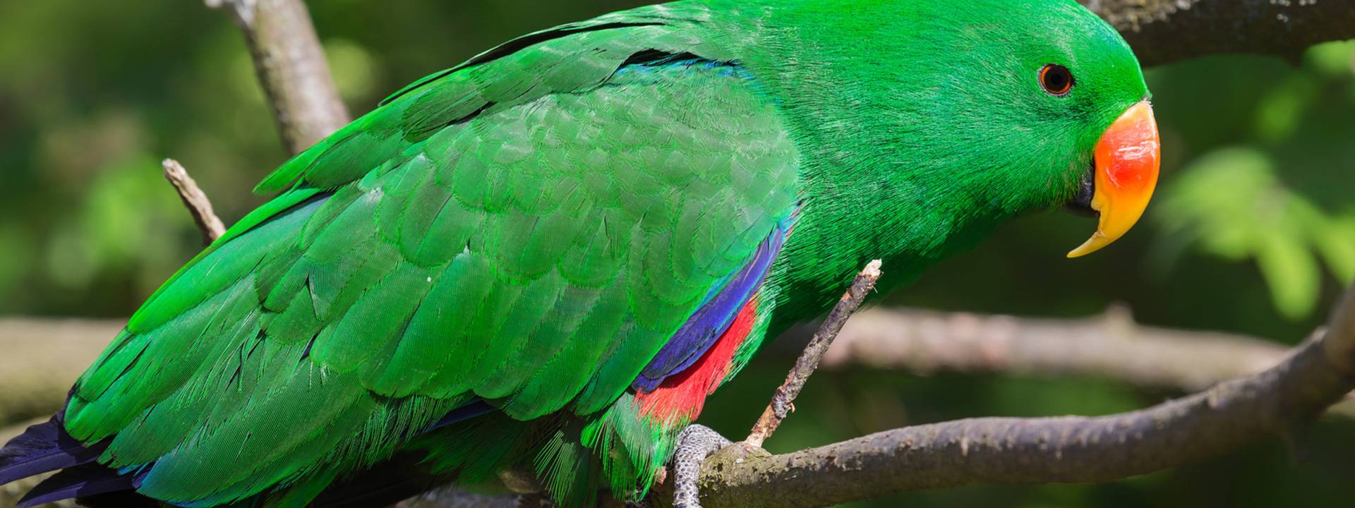Conoces al Loro Eclectus: una colorida y fascinante especie de ave