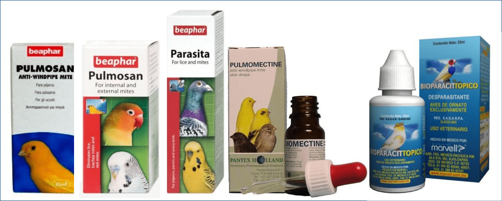 Cómo prevenir y tratar el piojillo en canarios