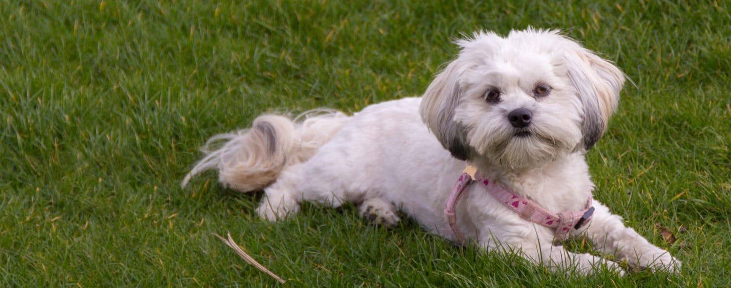 Qué características y cuidados necesitan los perros Malshi