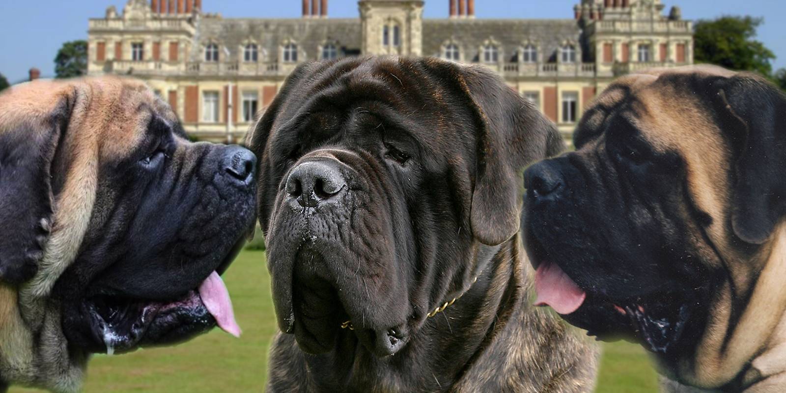 Conoces al Mastiff Inglés, una raza de perros imponente