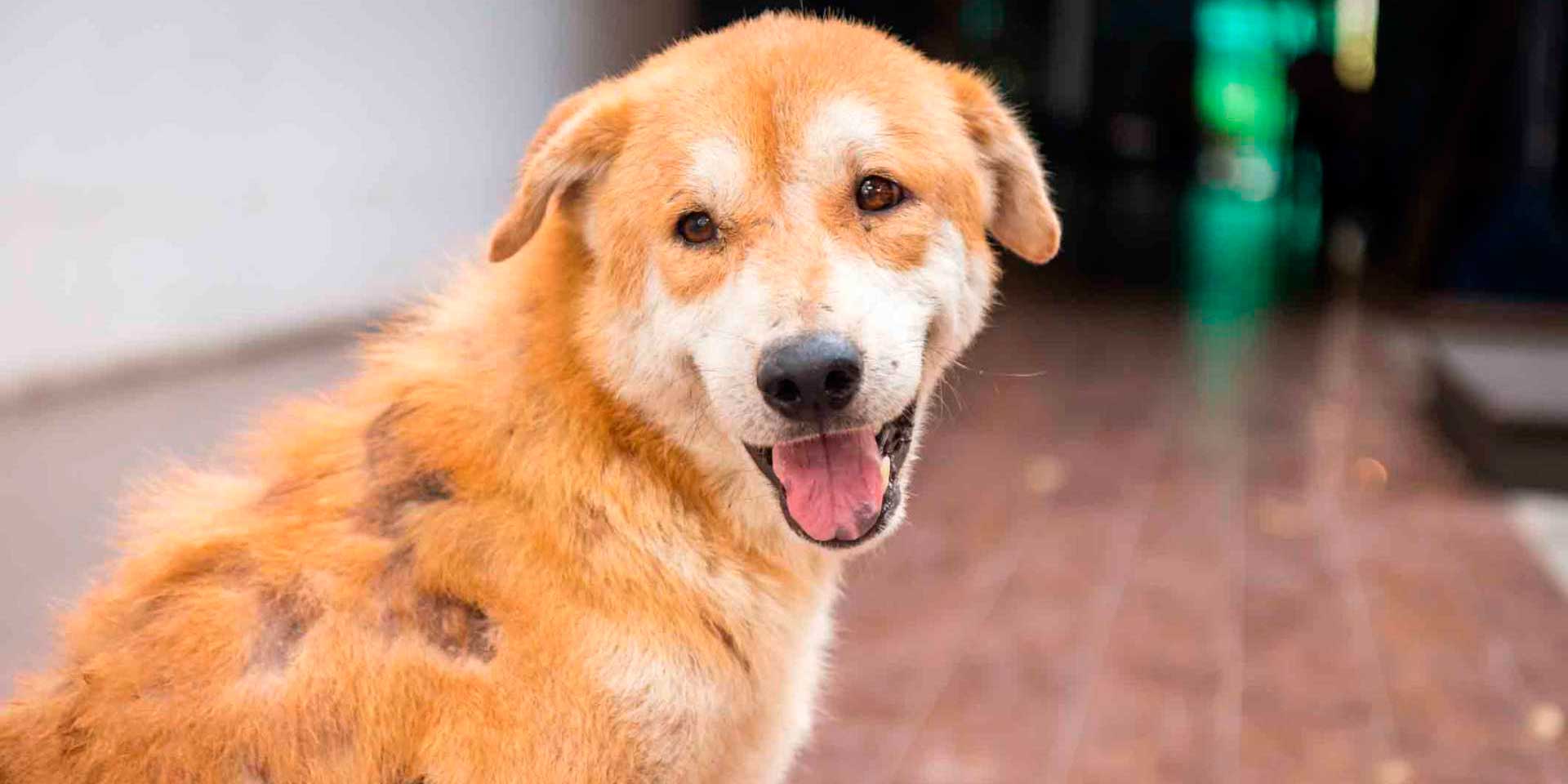 Cómo tratar el mastocitoma en perros de manera efectiva
