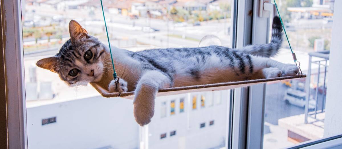 Cuál es la mejor raza de gato para vivir en un piso