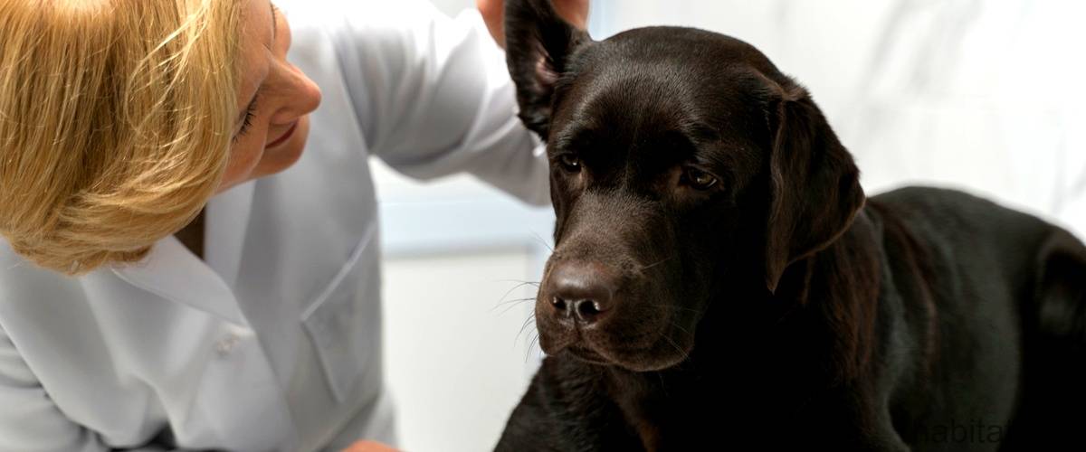 Meningitis en perros: síntomas, tipos y tratamiento