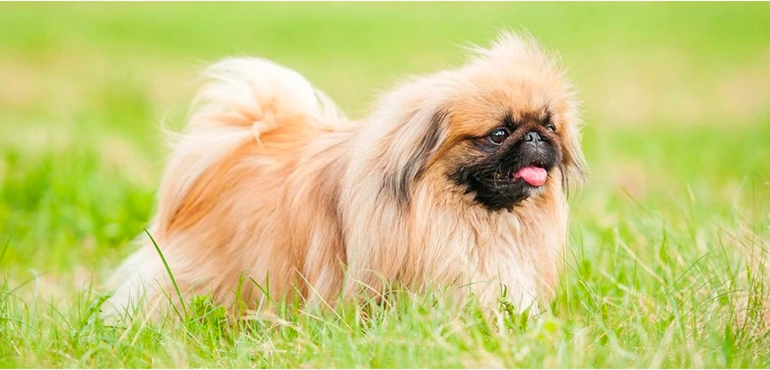 Qué hace especiales a los perros mestizos pekinés