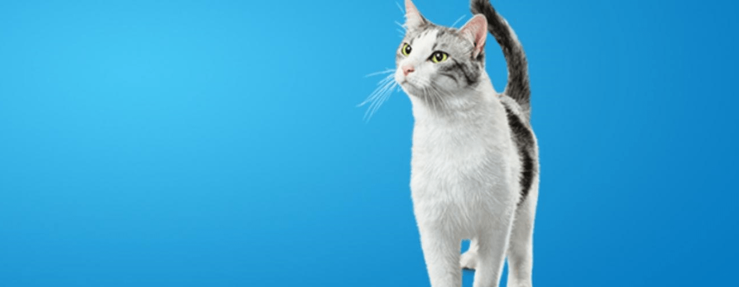 Por qué mi gato huele mal Averigua las causas del mal olor