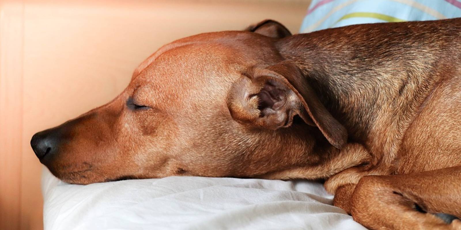 Por qué mi perro respira rápido incluso estando en reposo