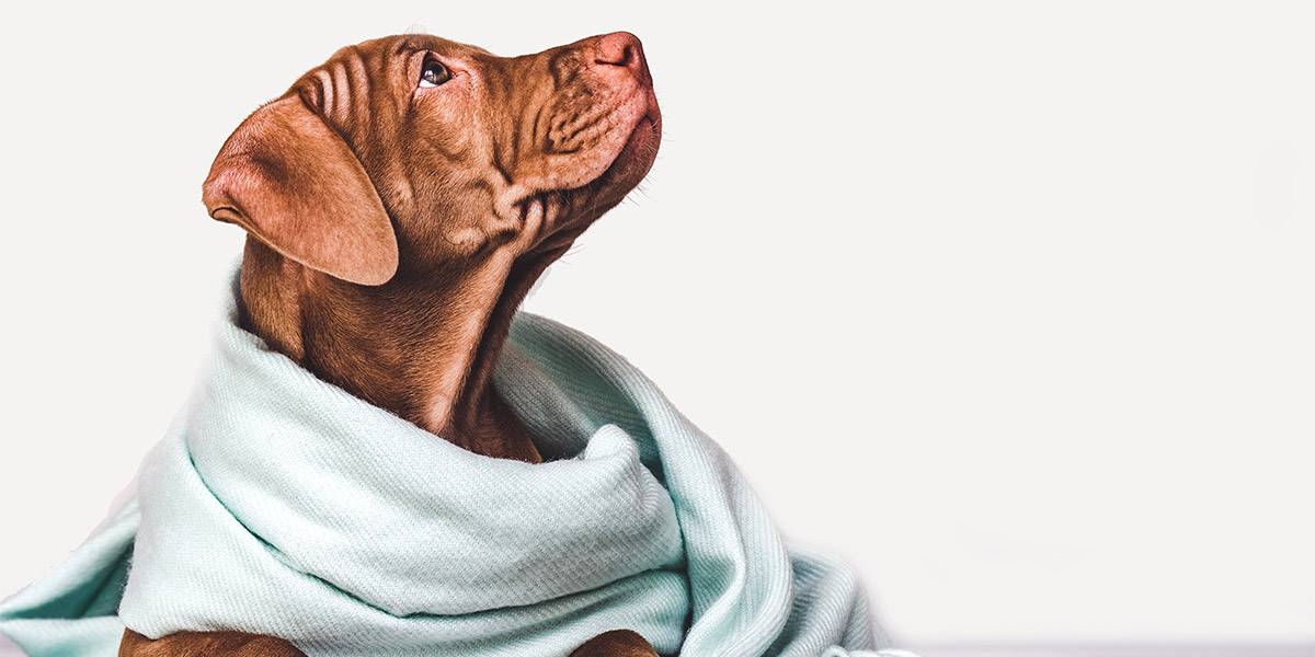 Por qué mi perro tiembla en reposo Causas y soluciones